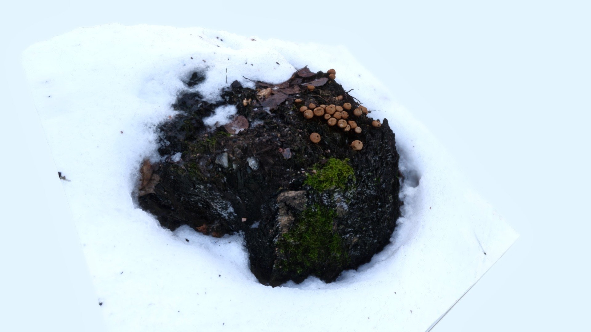 Mushroom infested winter stump - Download Free 3D model by JNH (@J.N.H ...