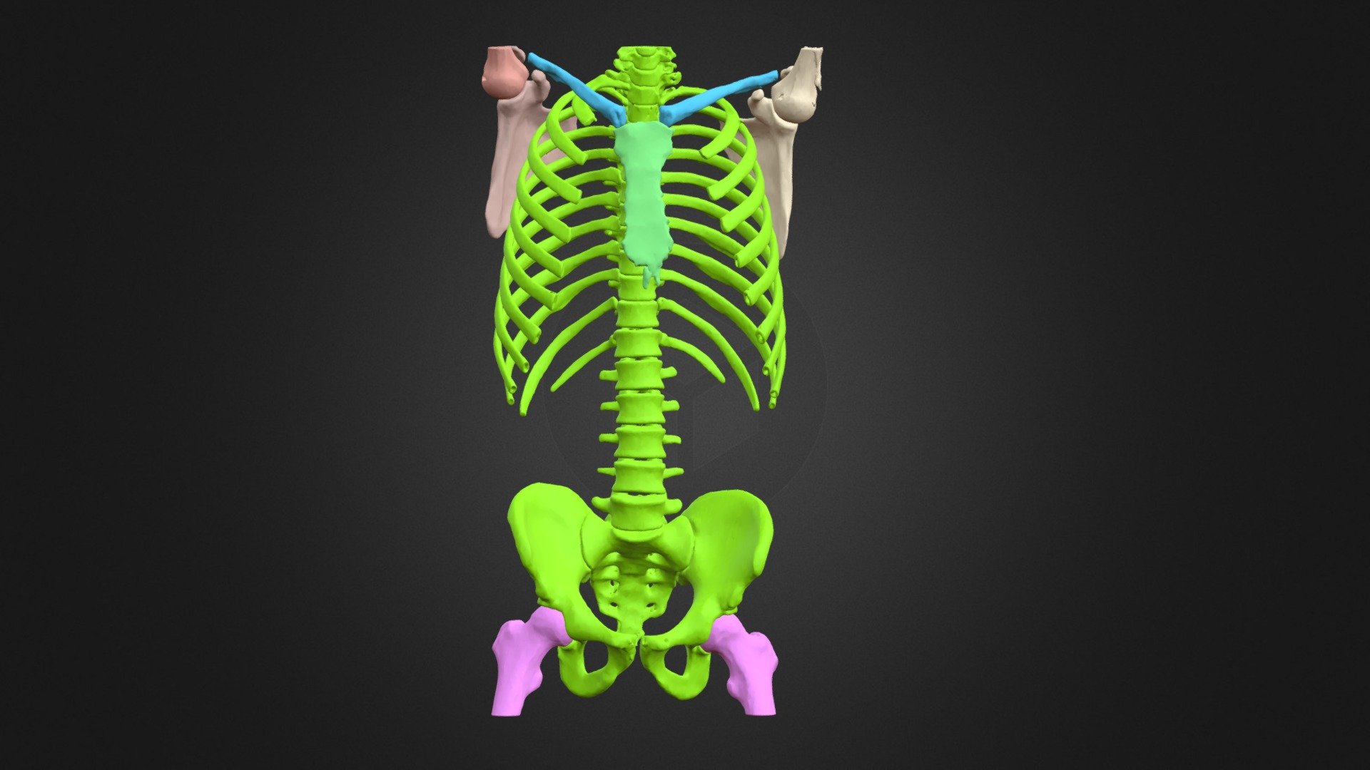 GLTF export from 3D Slicer - Download Free 3D model by Terrie Simmons ...