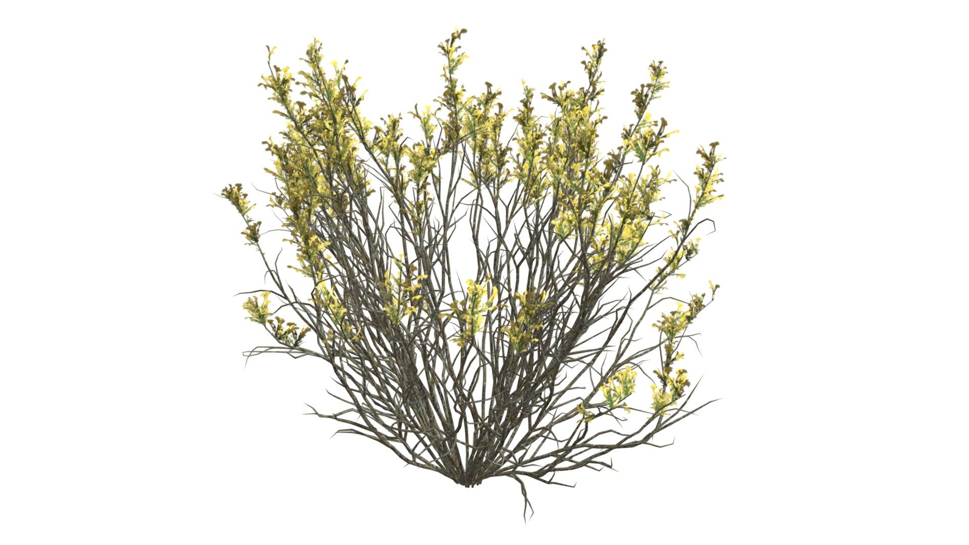 Broom Snakeweed with Flowers #04 - Buy Royalty Free 3D model by ...