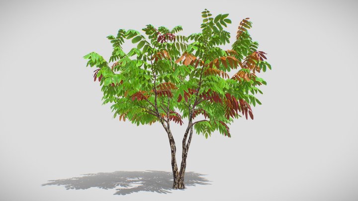 Acacia 3D models - Sketchfab