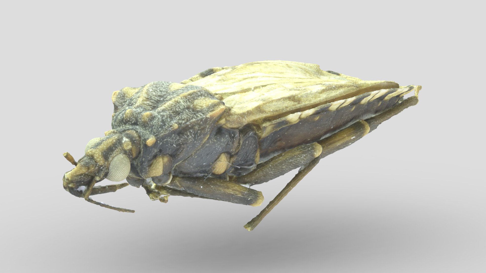 Kissing bug (P. rufotuberculatus ♂) - Ecuador - 3D model by PUCE ...