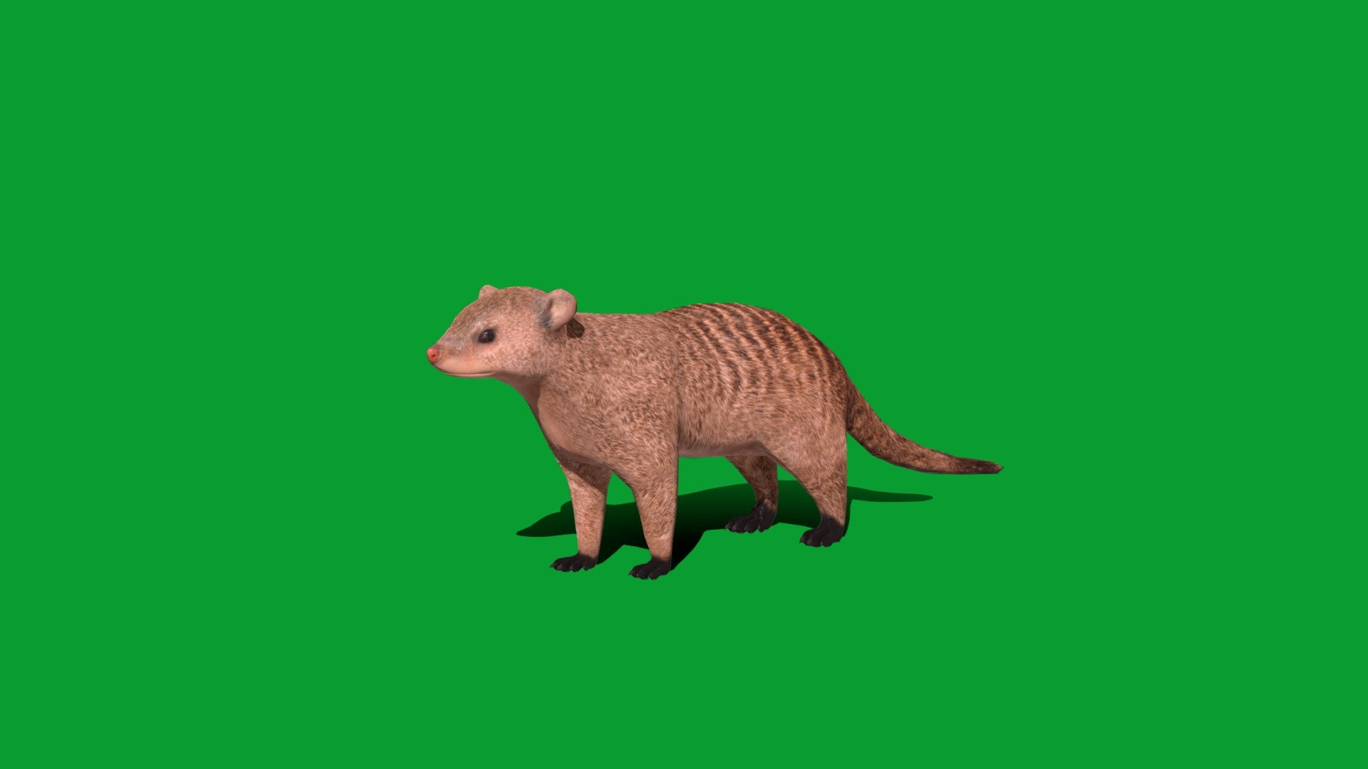 Banded Mongoose - 3D model by Nyilonelycompany [0c3de5d] - Sketchfab
