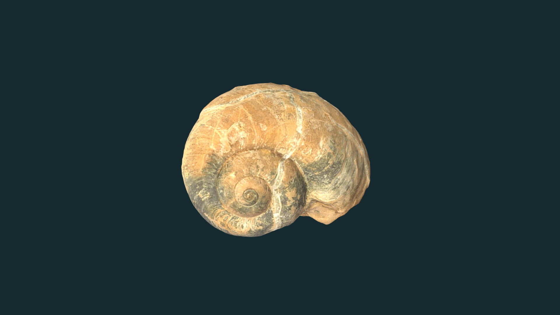 Gyrodes tramitensis 14990 - 3D model by Shellie Luallin (@Paleogirl ...