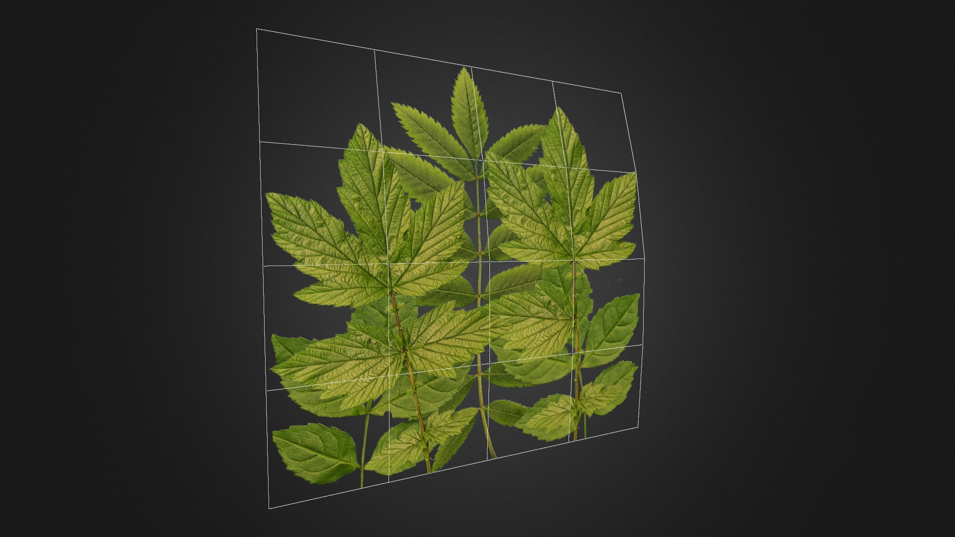 Leaves 2 - 3D model by Anthony V. (@pantherone) [0c57d37] - Sketchfab