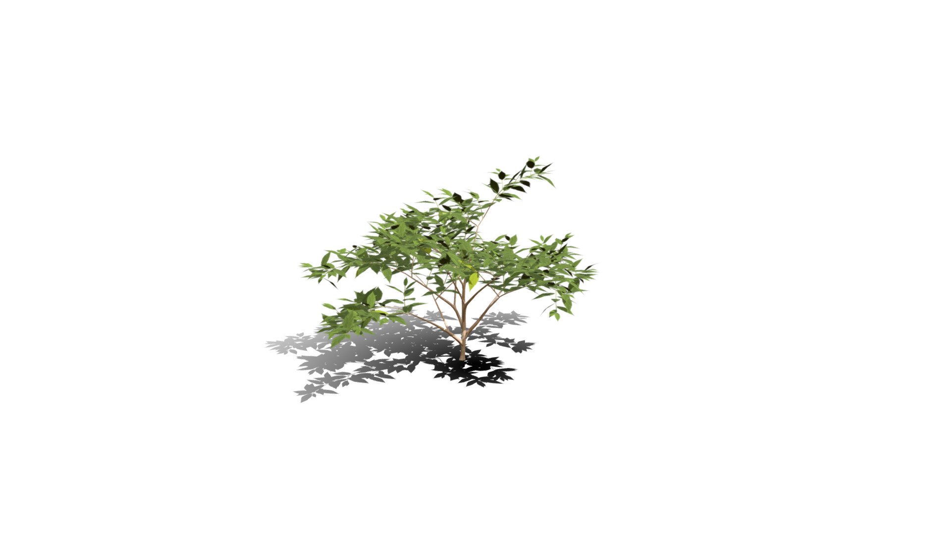 Realistic HD Golden dewberry (11/20) - Download Free 3D model by ...