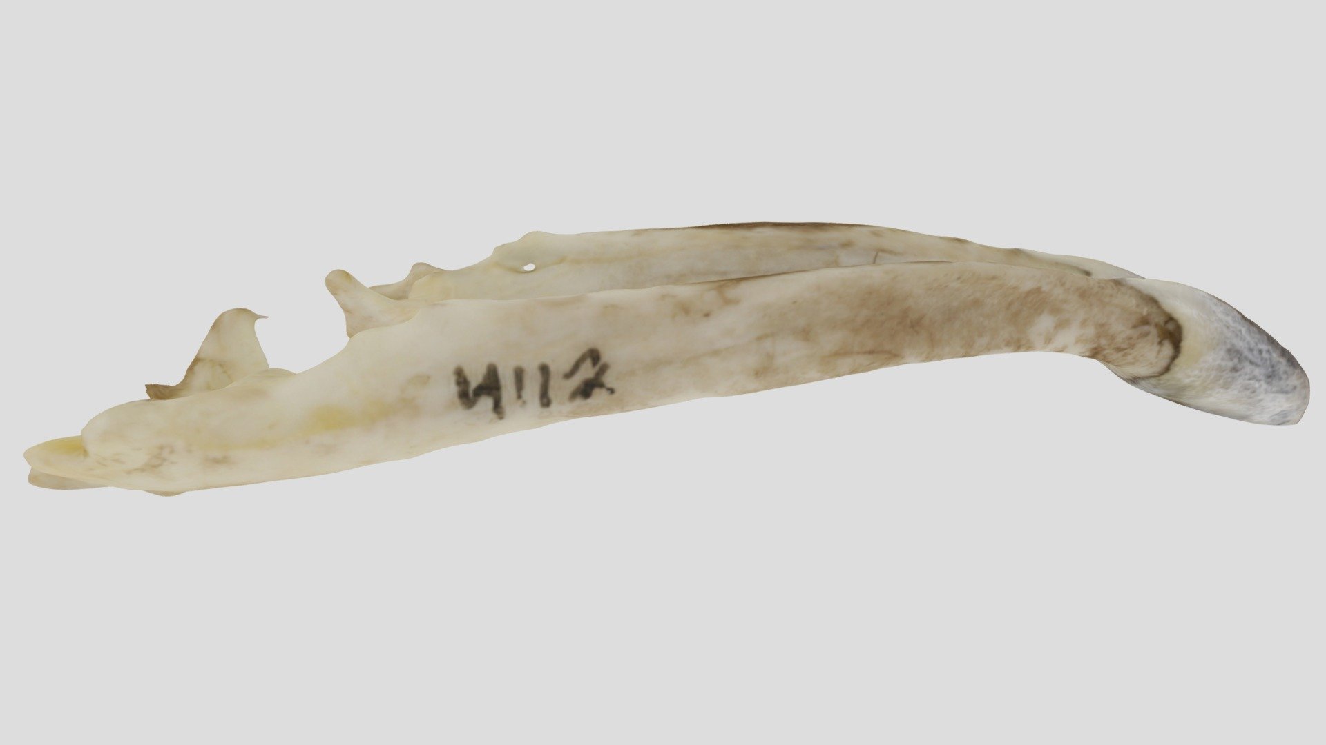 UWYMV:Bird:4112, Circus hudsonius, Mandible - Download Free 3D model by ...