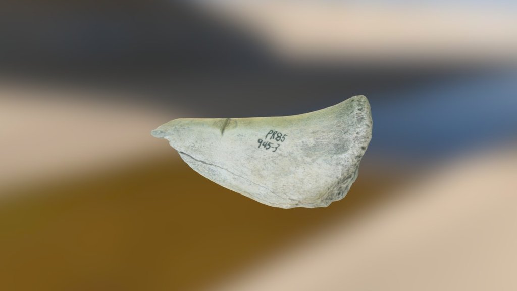 Distal Bone - 3D model by bberner [0c65bf0] - Sketchfab