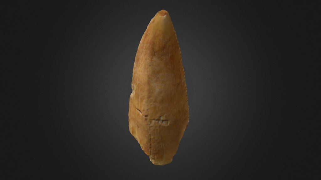 Fossils - A 3D model collection by CamdenCook - Sketchfab