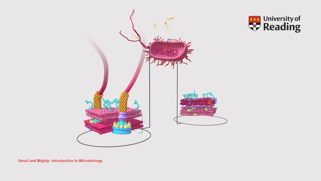 BIOLOGY - A 3D model collection by 696969justin - Sketchfab