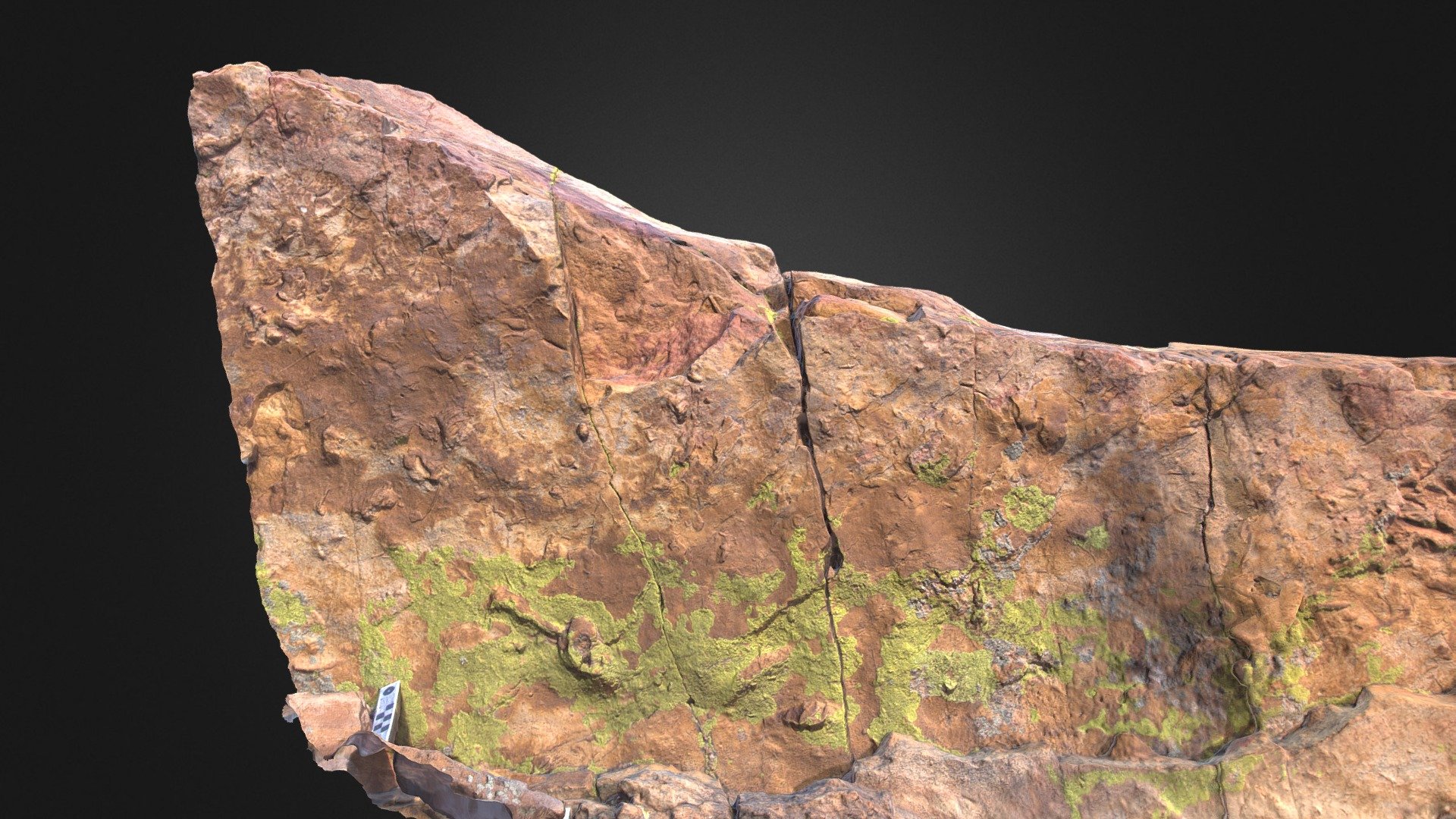 Cretaceous Turtle Track - 3D model by Paleontology Rocks (@paleontology ...