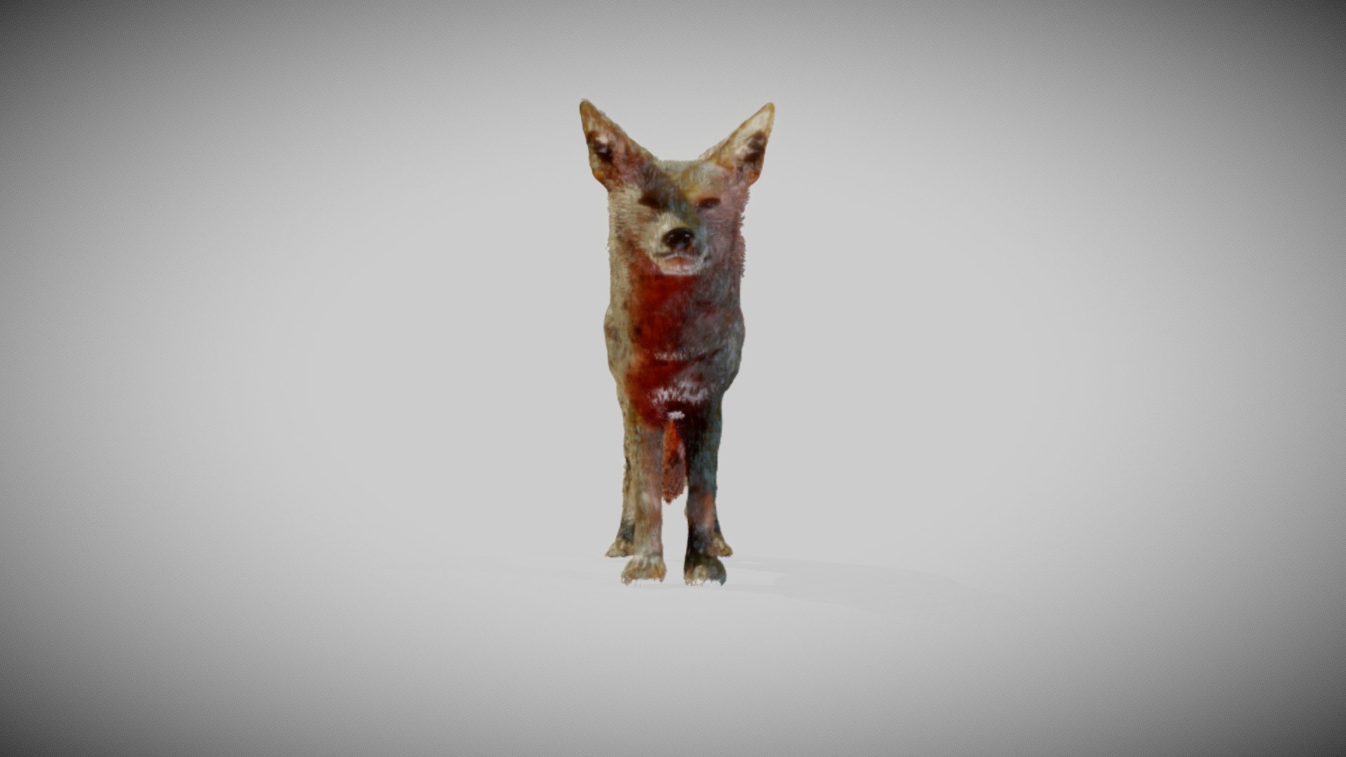Coyote - 3D model by Gigi Soto (@giosoto08) [0c7c0c4] - Sketchfab