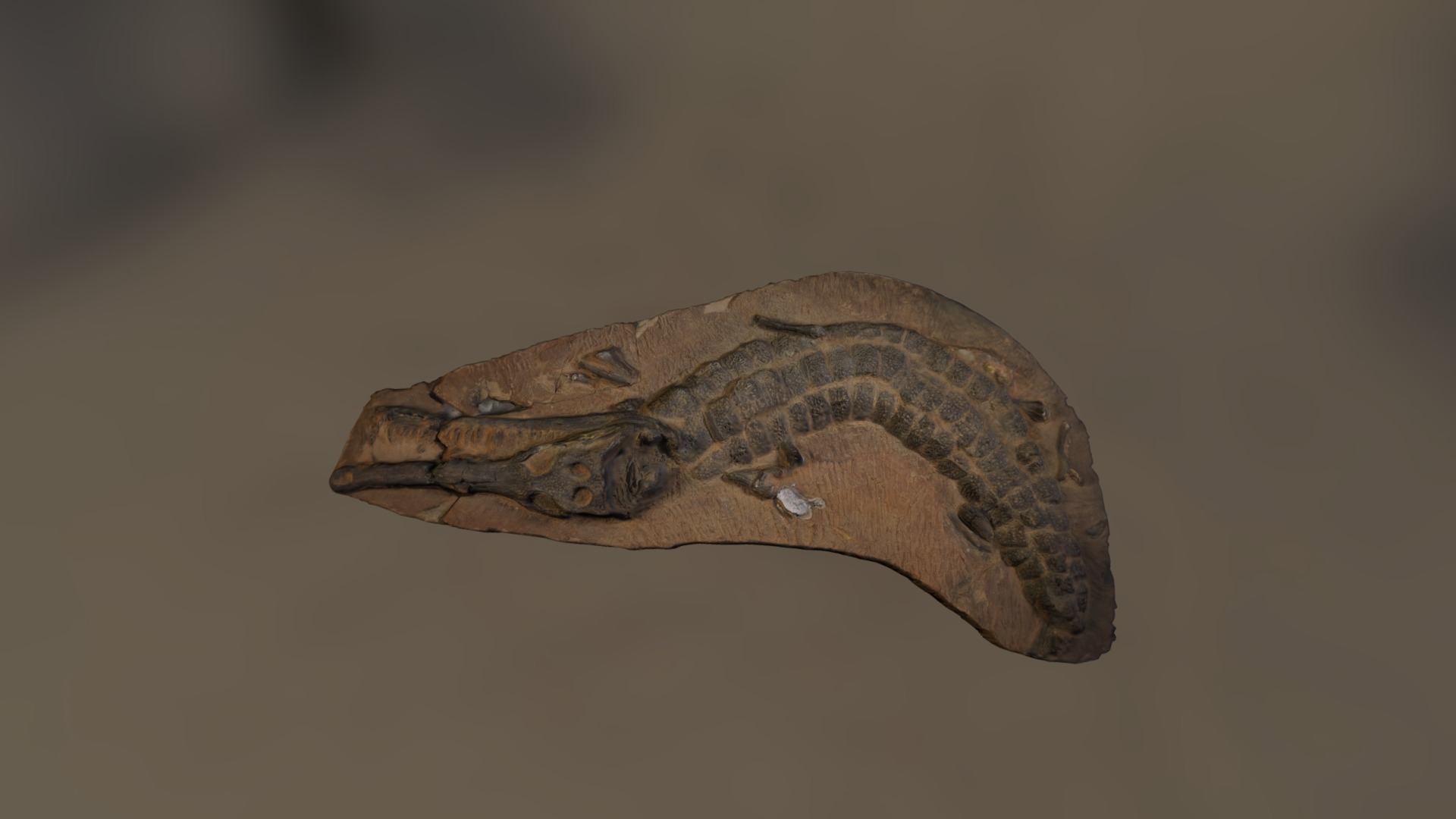 1825 yeni - 3D model by 3D Fossil Model (@goldenage2021) [0c82e6a ...