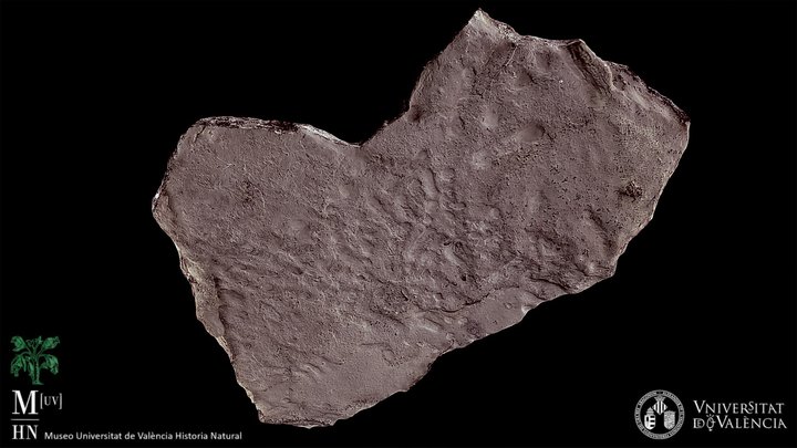 Tracefossil 3D models - Sketchfab
