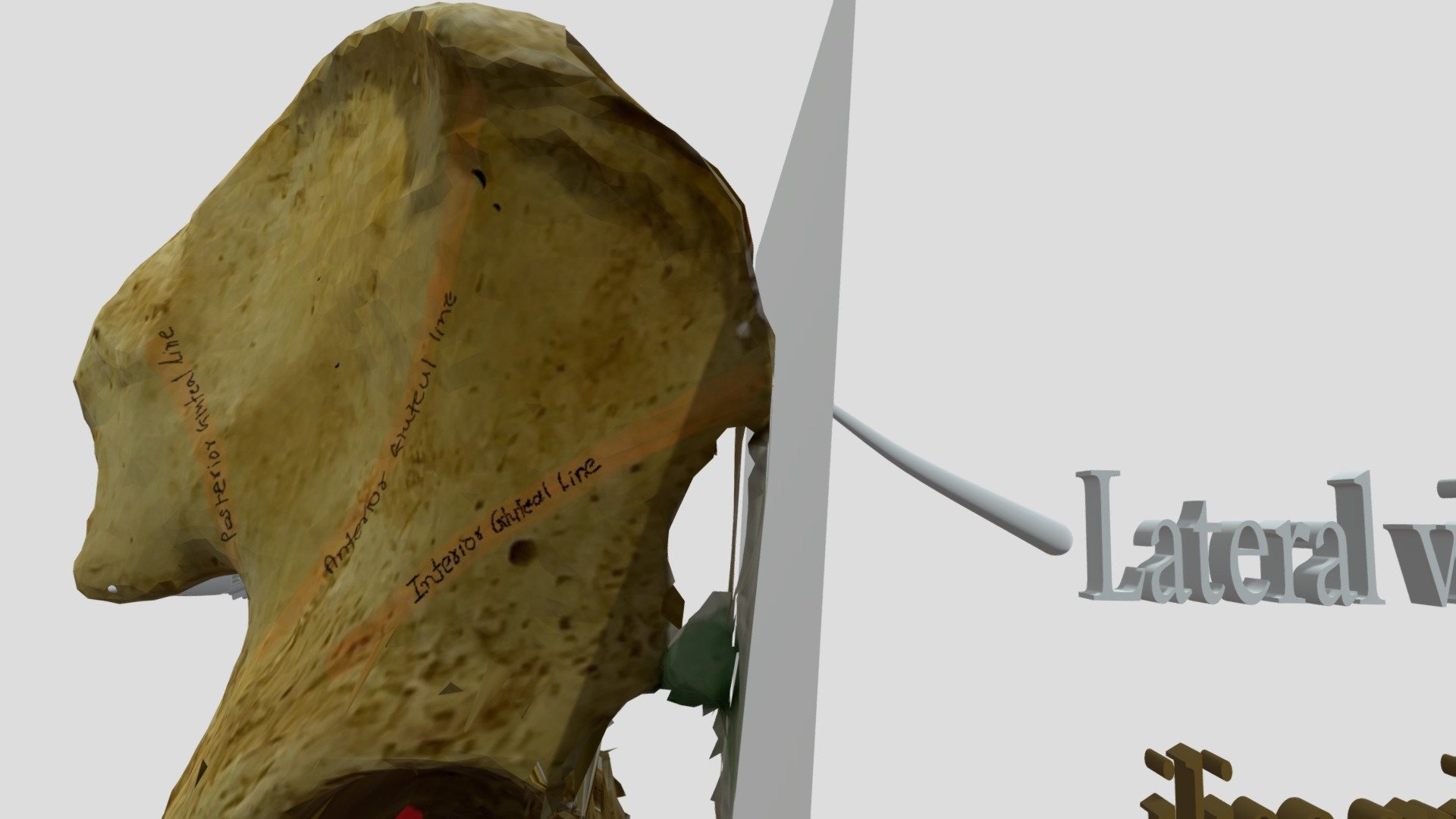 Hip Bone - 3D model by prajjawalit [0c87a75] - Sketchfab
