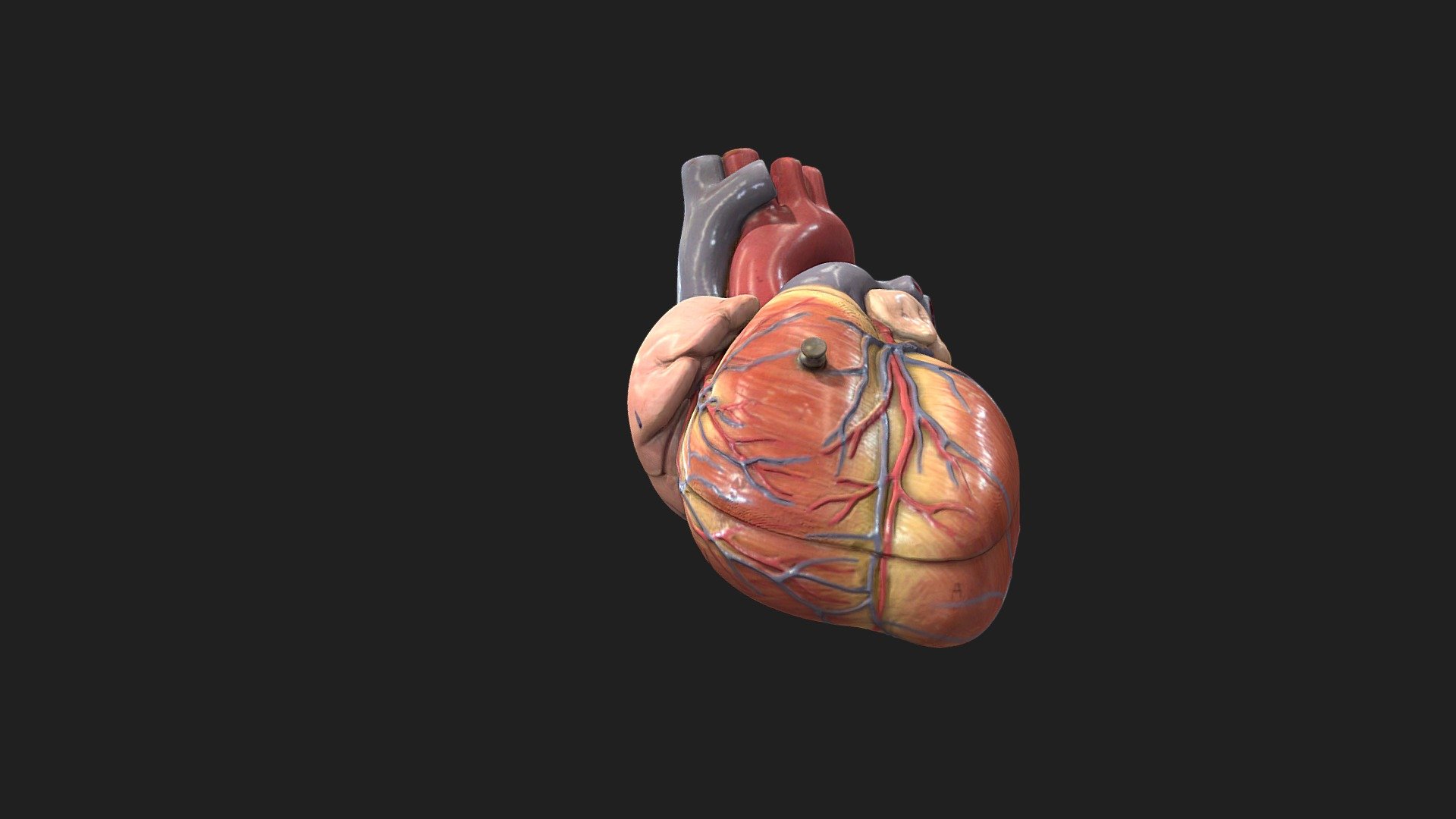 Heart model 1 (external view) 有標示 - 3D model by 輔仁大學 [0c8c6e4] - Sketchfab