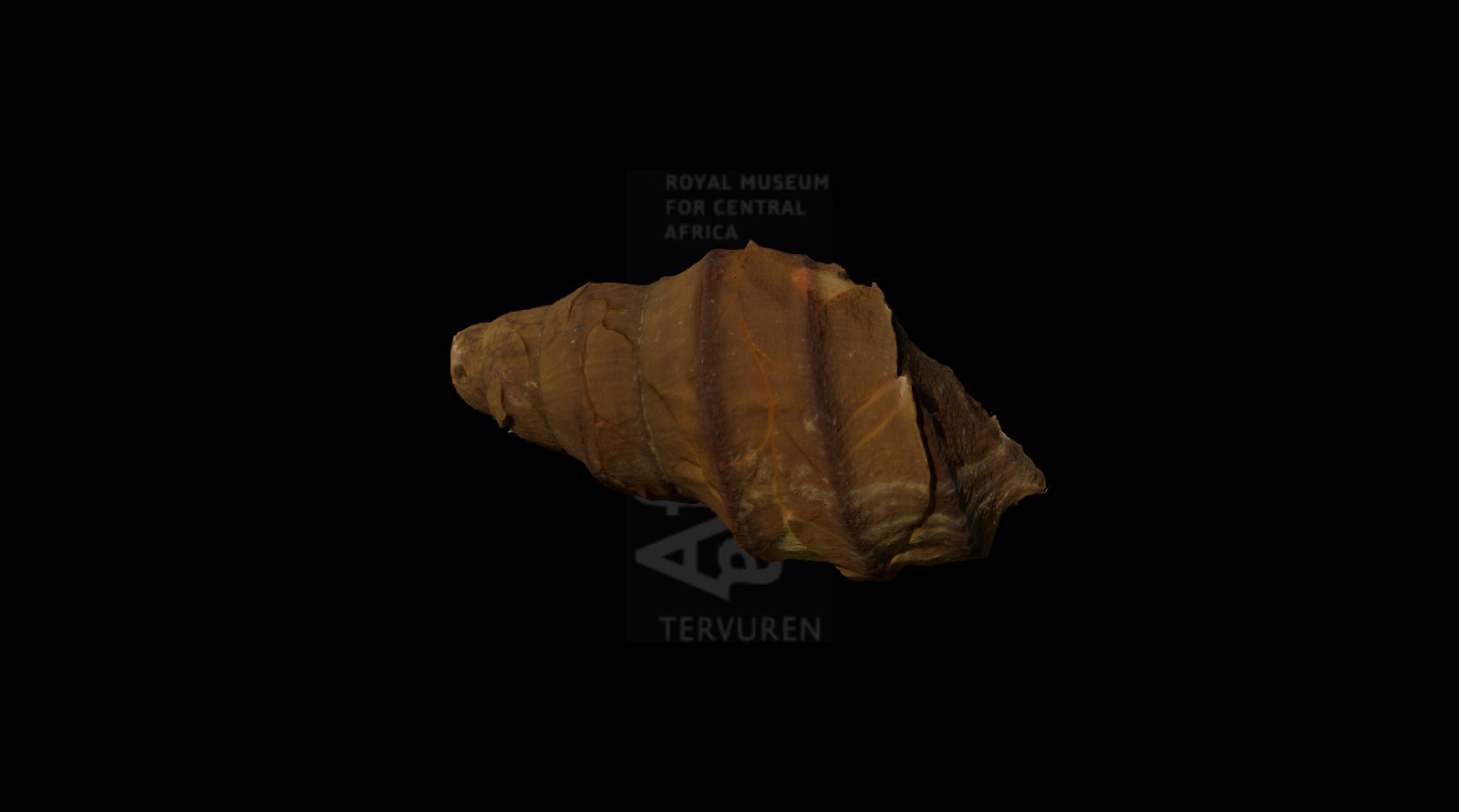 Potadoma superba - 3D model by Royal Museum for Central Africa ...