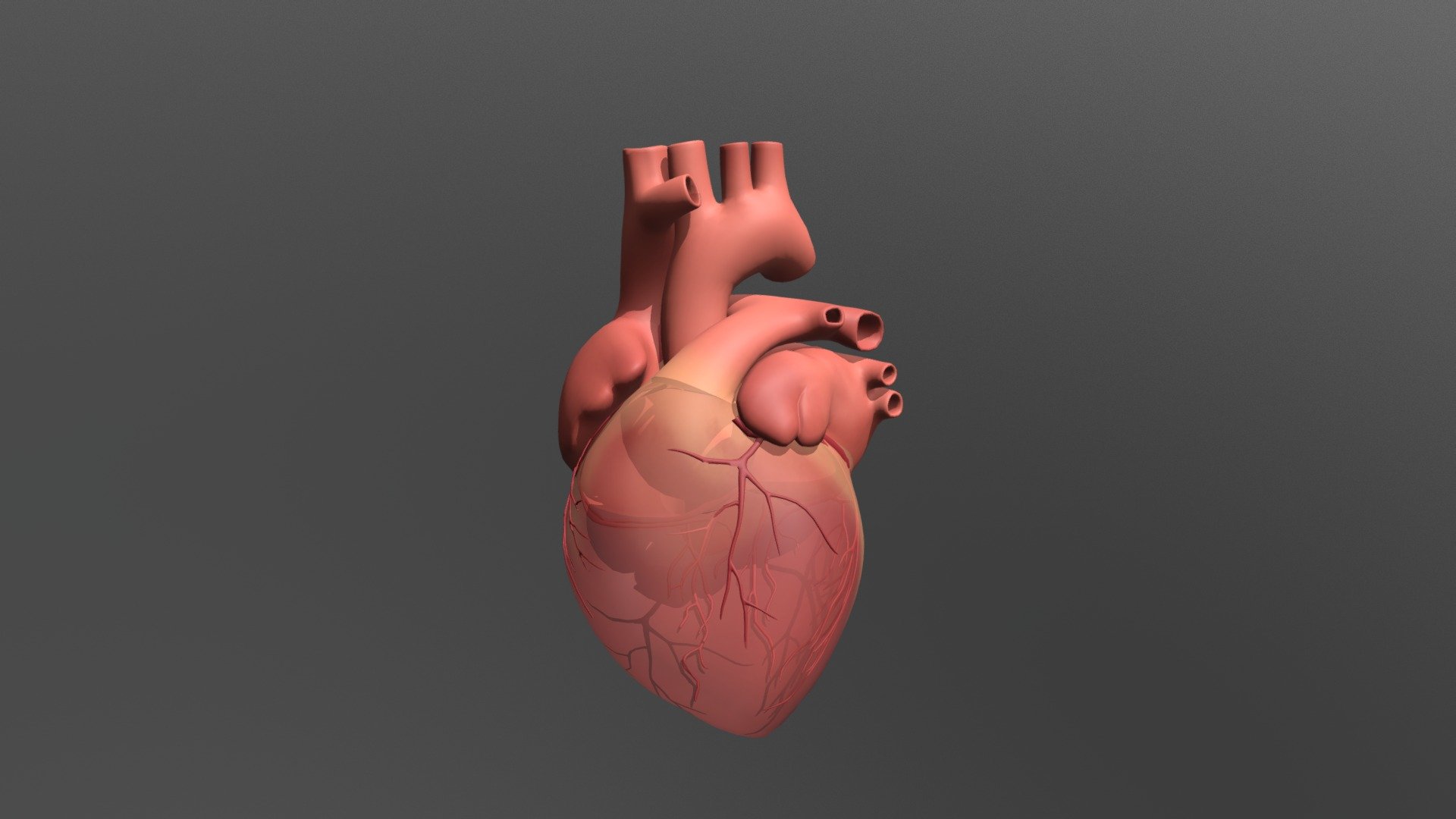 Coronary Artery - 3D model by pangker [0c8f8f1] - Sketchfab