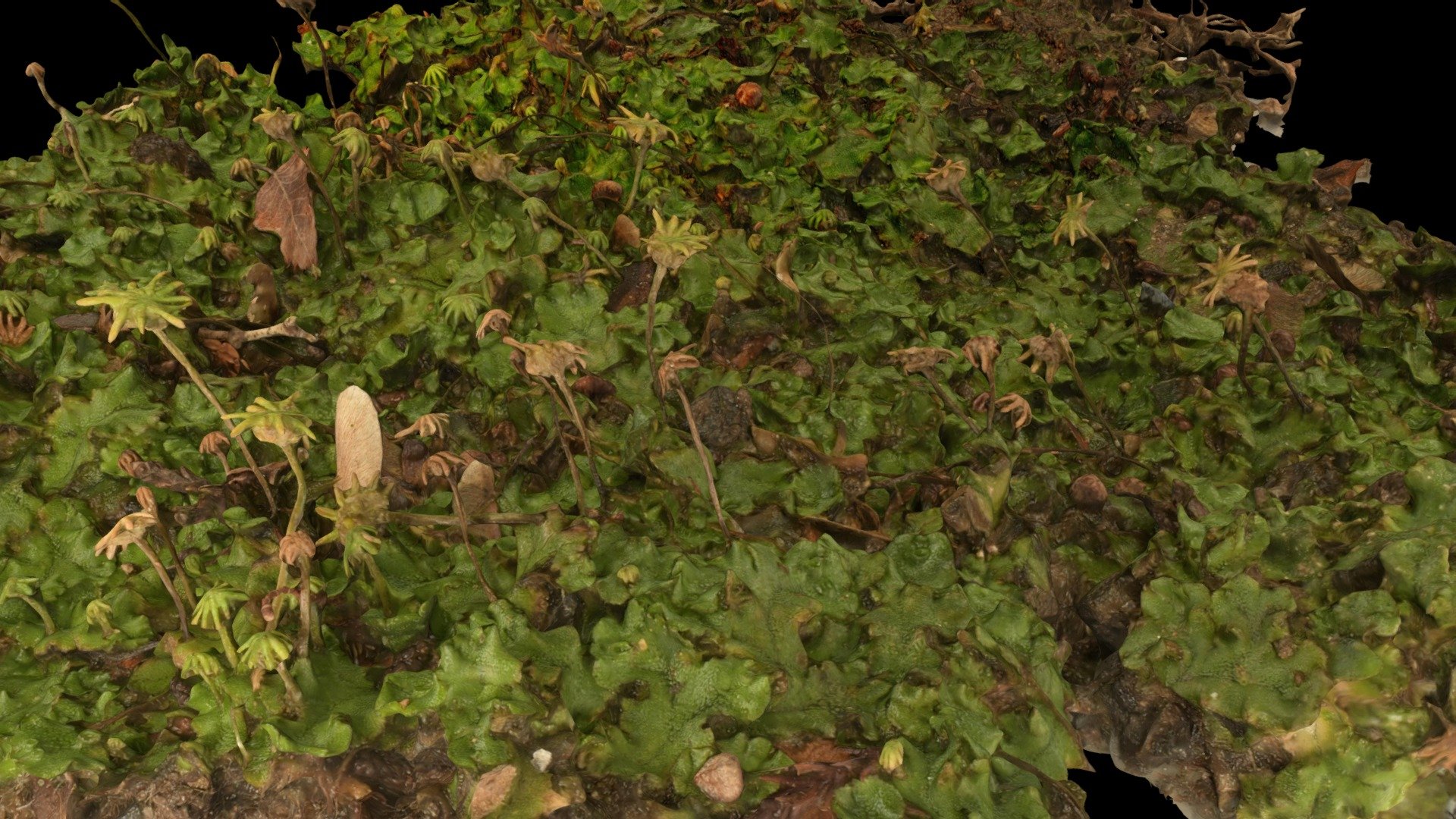ゼニゴケ Common Liverwort, Marchantia polymorpha - Download Free 3D model ...