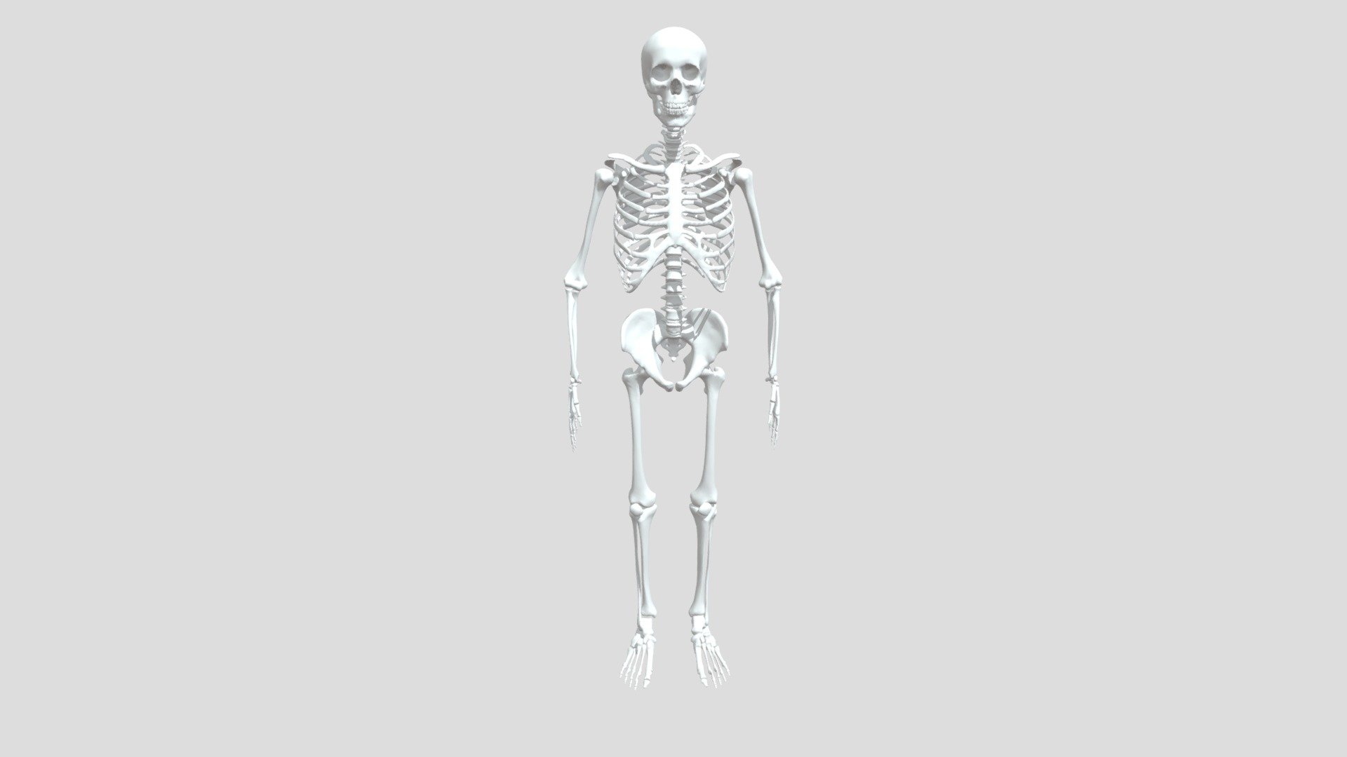 Human Skeleton - Download Free 3D model by buyagtg [0c96f98] - Sketchfab