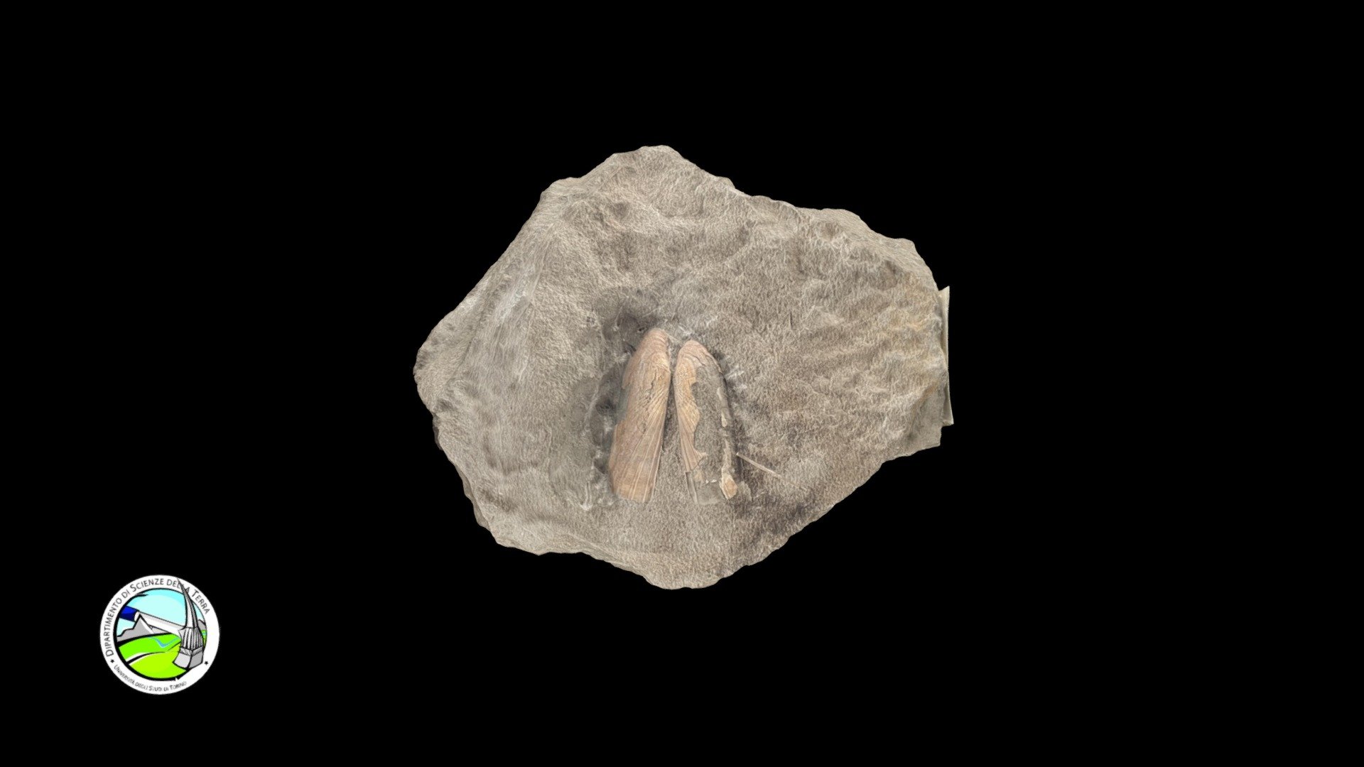 Solemya - 3D model by Dipartimento di Scienze della Terra - UniTo ...