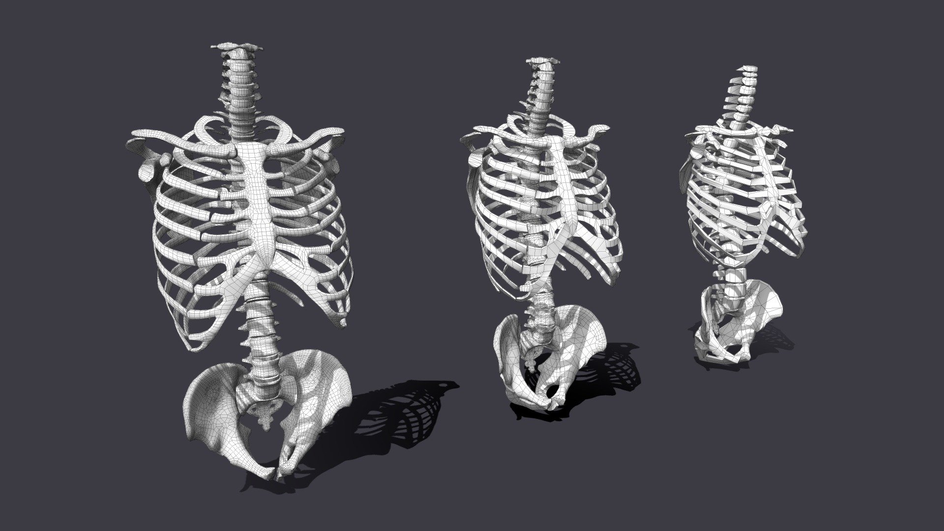 Torso skeleton - 3D model by 1225659838@qq.com (@Novaky) [0ca4914 ...