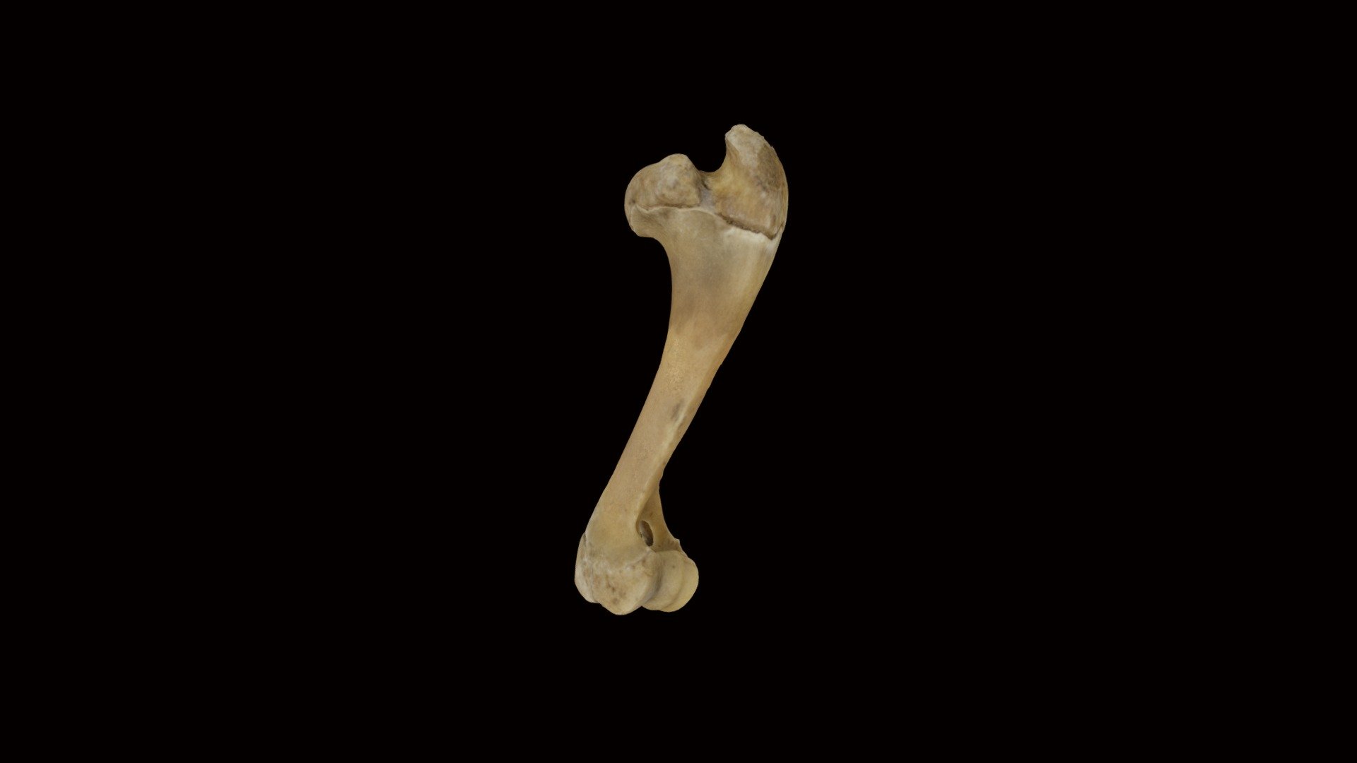Pig - Humerus - 3D model by University of Reading - Archaeology ...