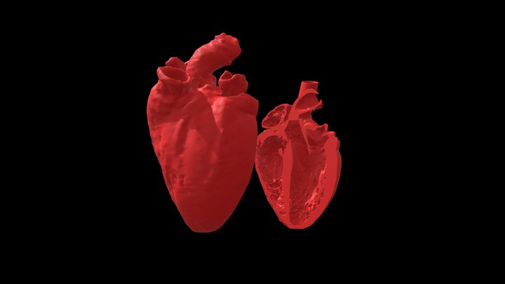 Hemi-section 3D models - Sketchfab