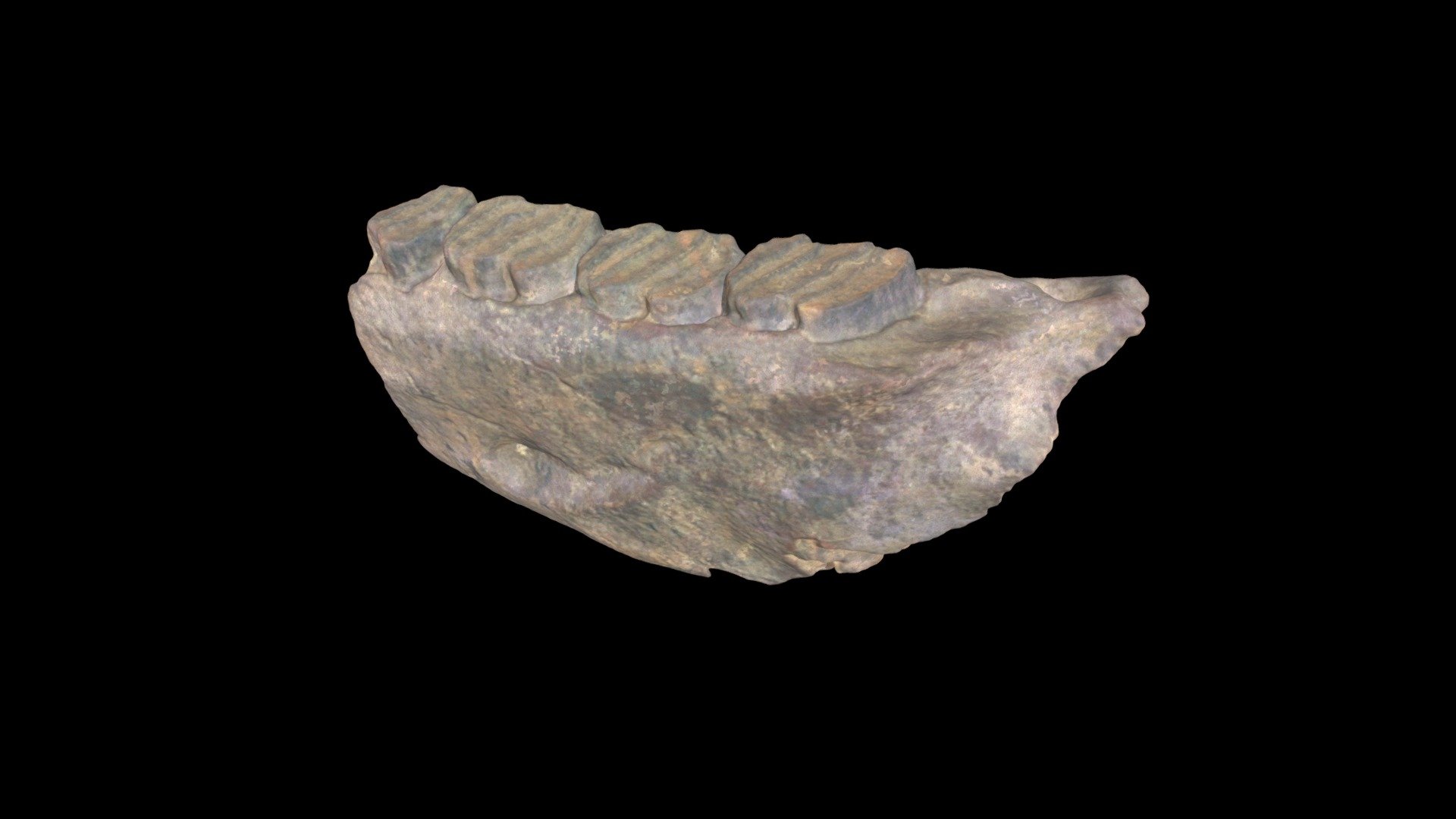 Phoberomys Burmeisteri (12-246) - 3D model by Museo de La Plata ...