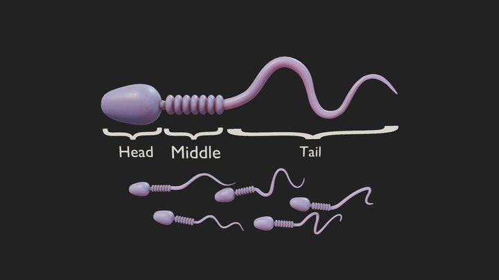Plasma_membrane 3D models - Sketchfab