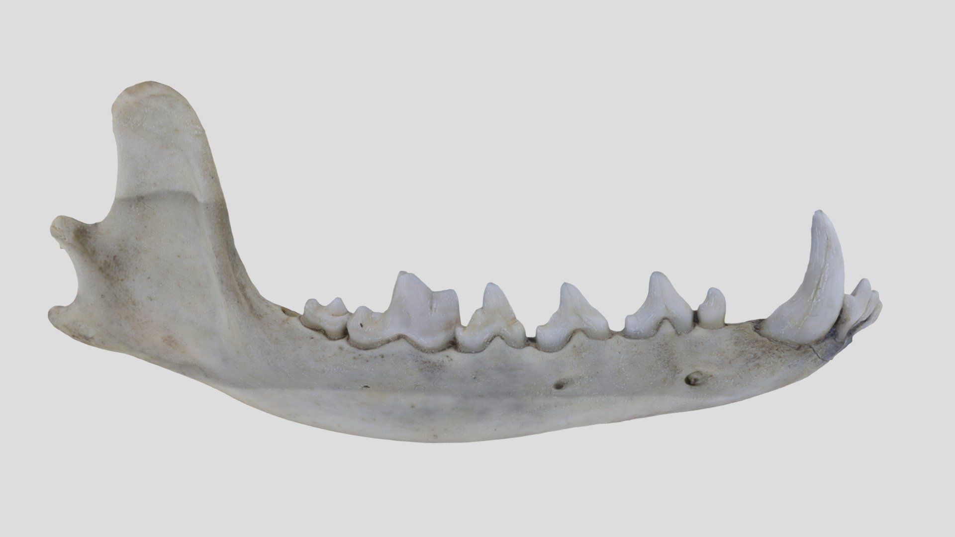 UWYMV:Mamm:2656, Vulpes vulpes, R Mandible - Download Free 3D model by ...