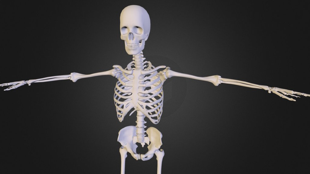 Anatomy - A 3D model collection by TheoMarty - Sketchfab