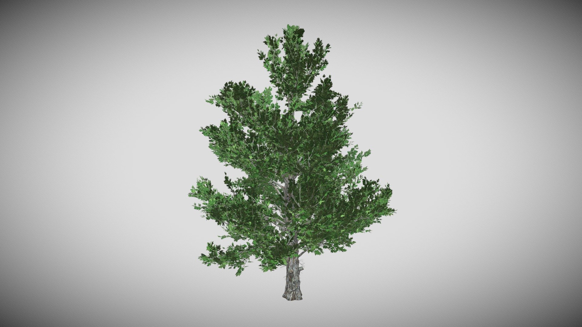 Sugar Maple Tree - Buy Royalty Free 3D model by DATEC_Studio [0cb510d ...