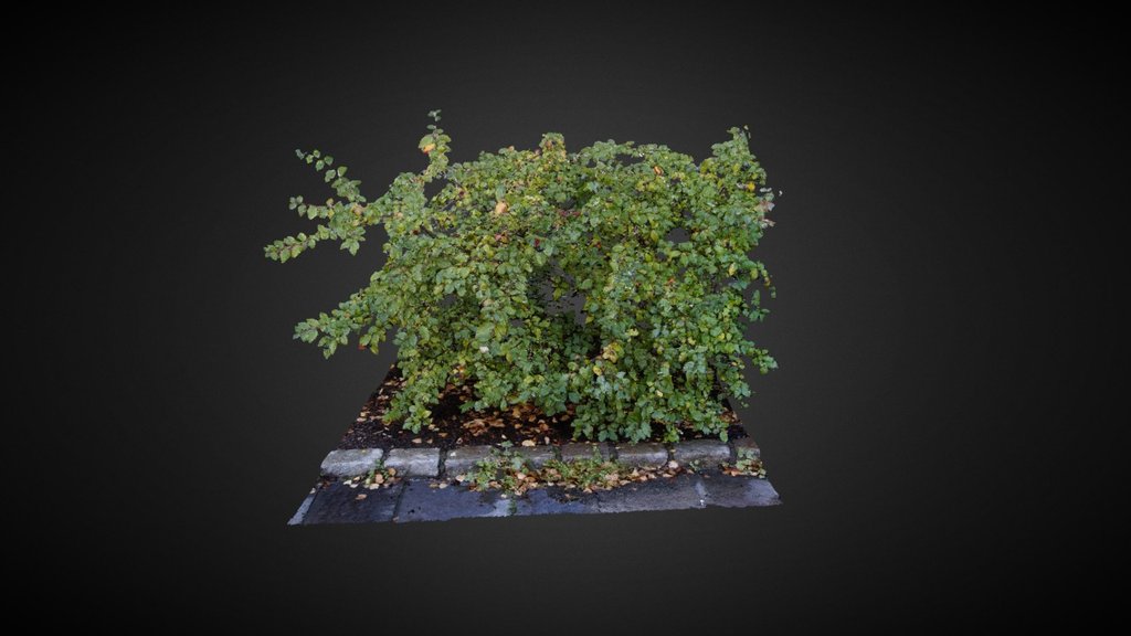 Scan Unscannable: Bush Cloud - Download Free 3D model by Epic_Tree ...