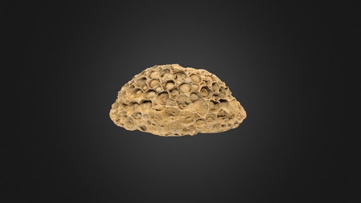Cnidaria 3D models - Sketchfab