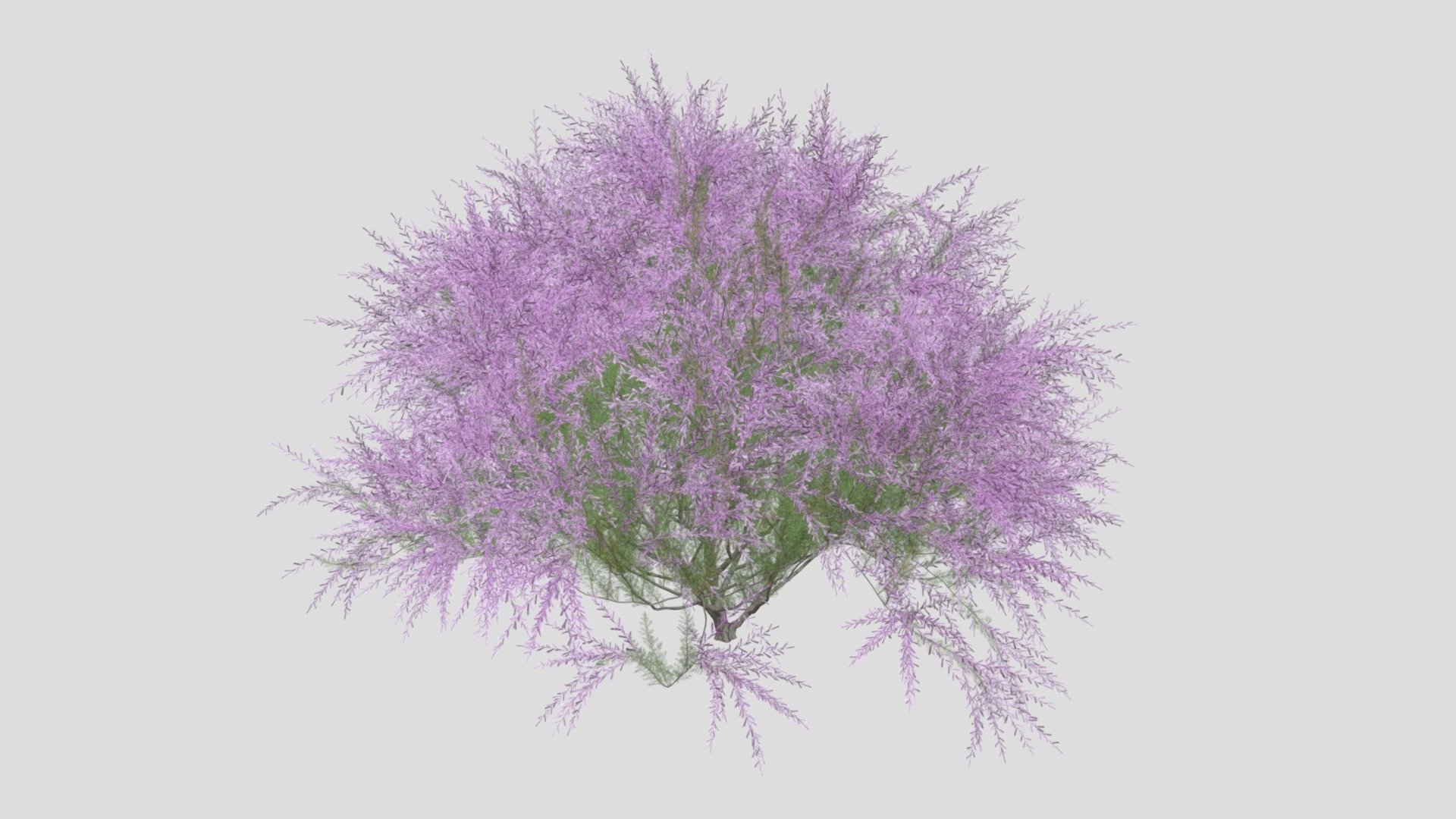 Tamarix Gallica - Buy Royalty Free 3D model by DATEC_Studio [0cb86d3 ...