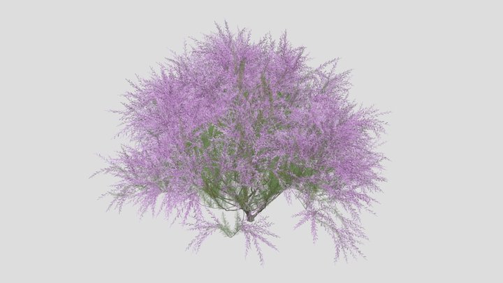 Tamarix 3D models - Sketchfab