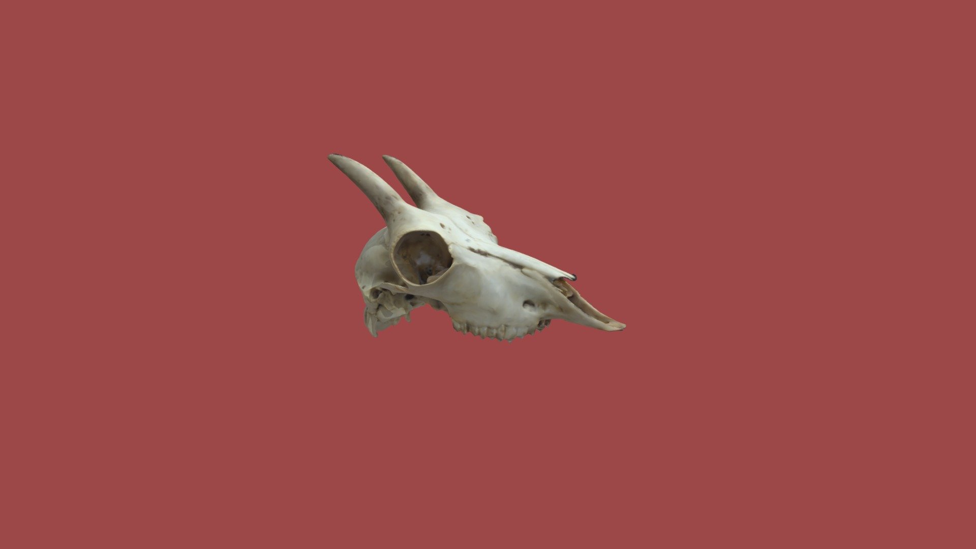 modelo cabra - Download Free 3D model by lorenast23 [0cbc9cc] - Sketchfab