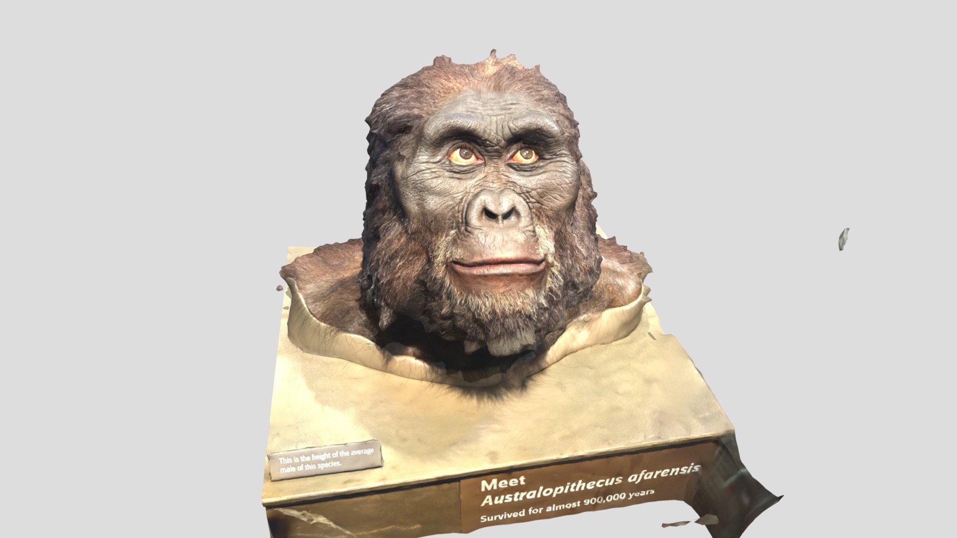 Australopithecus_Natural_ History_ Museum - 3D model by midasmedia ...
