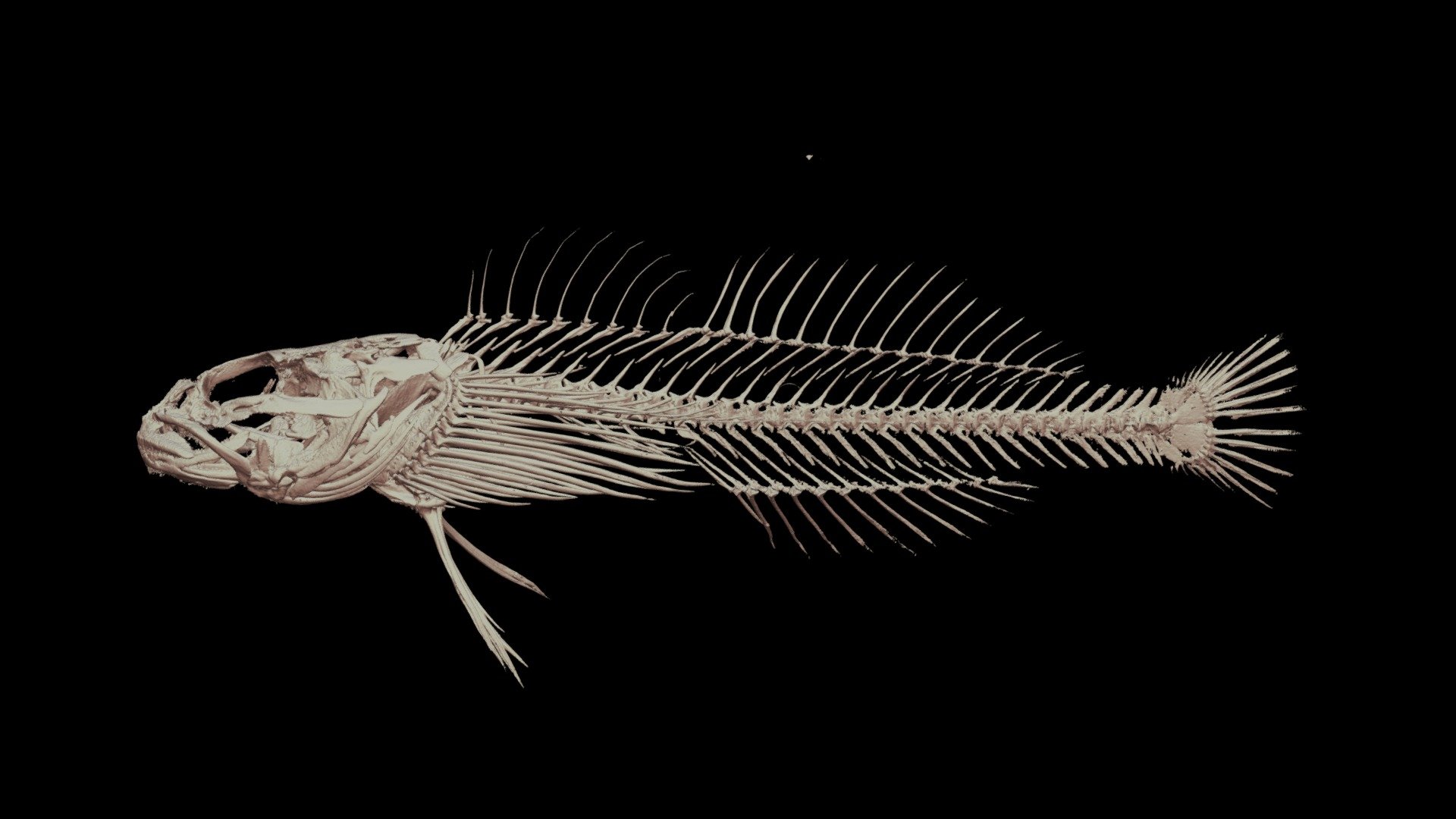 カジカ陸封型 🐟 CT scan 🦴 Japanese Fluvial Sculpin - Download Free 3D model by ...