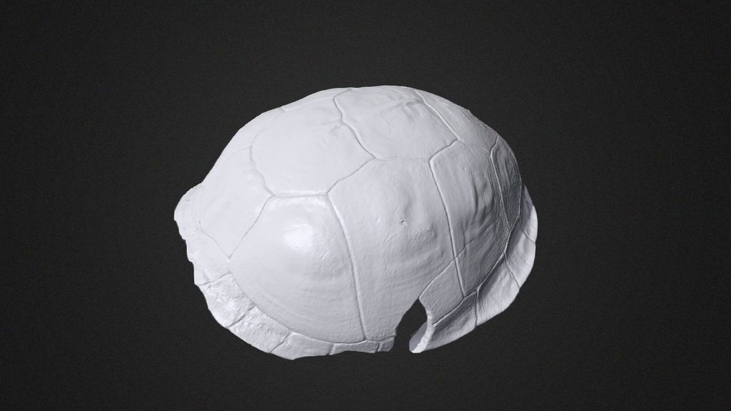 Turtle shell 3D Scan - Download Free 3D model by GoMeasure3D [0cc1e7f ...
