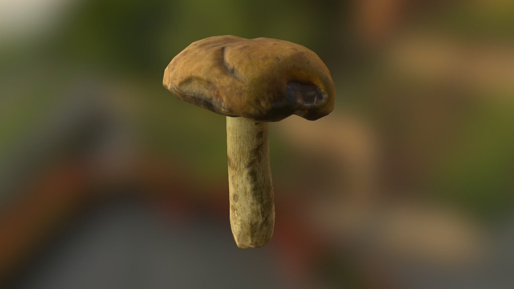 Fungus 01 - 3D model by Mikołaj Spychał (@mikolajspy) [0cc32e5] - Sketchfab