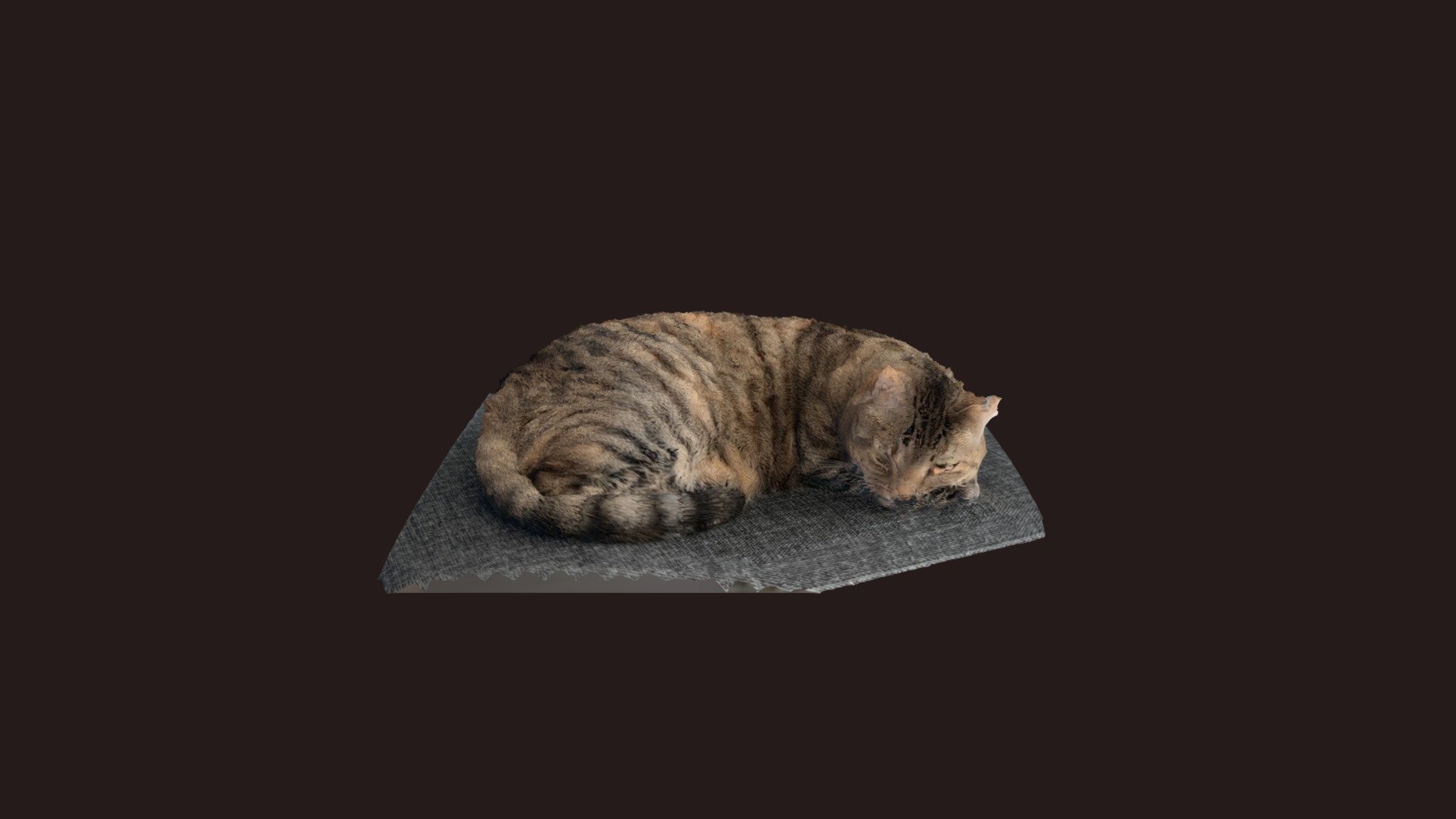 Cat Test - Download Free 3D model by TomTLC [0ccb571] - Sketchfab