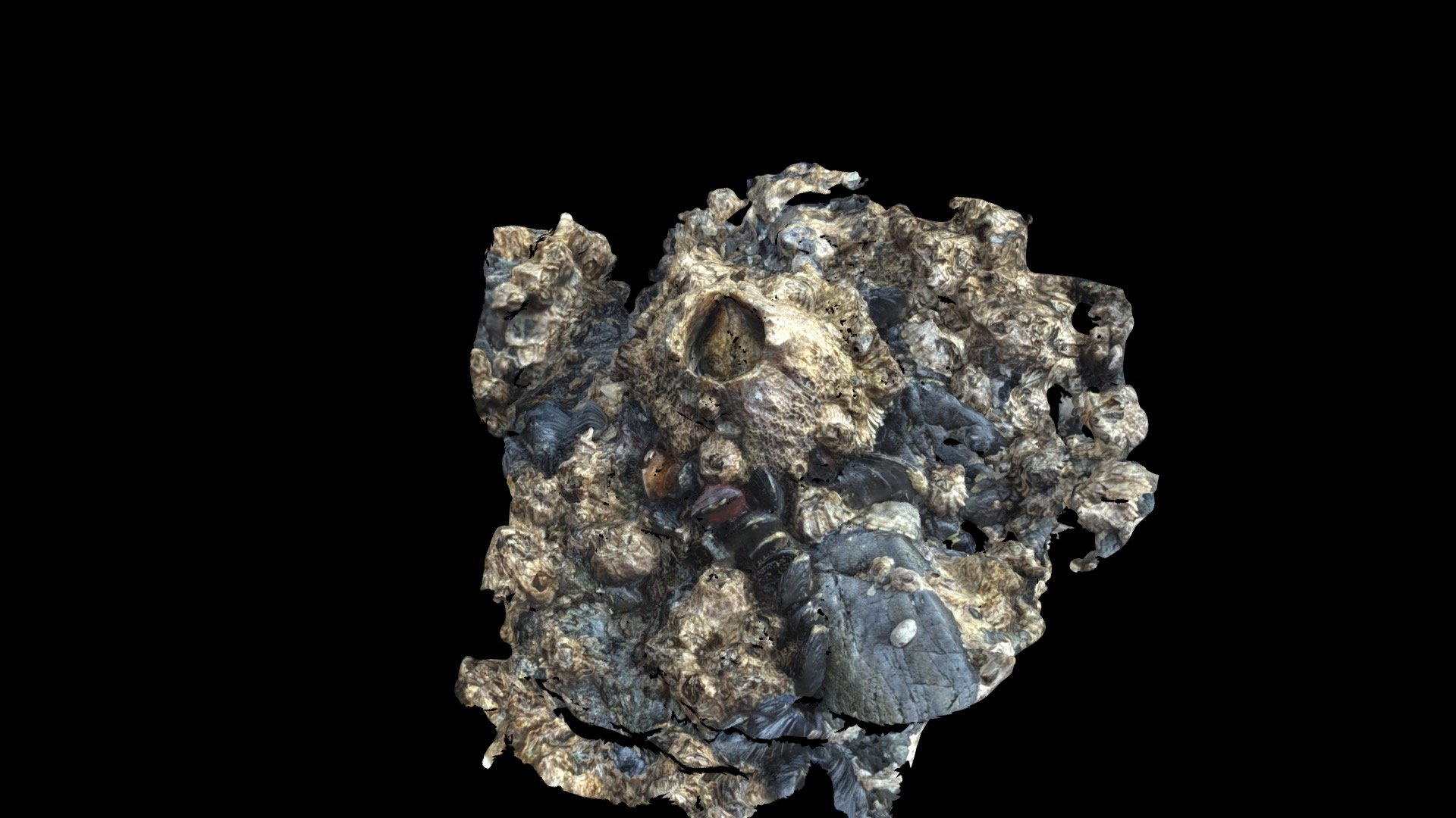 Giant Acorn Barnacle (Balanus nubilis) - Download Free 3D model by ...