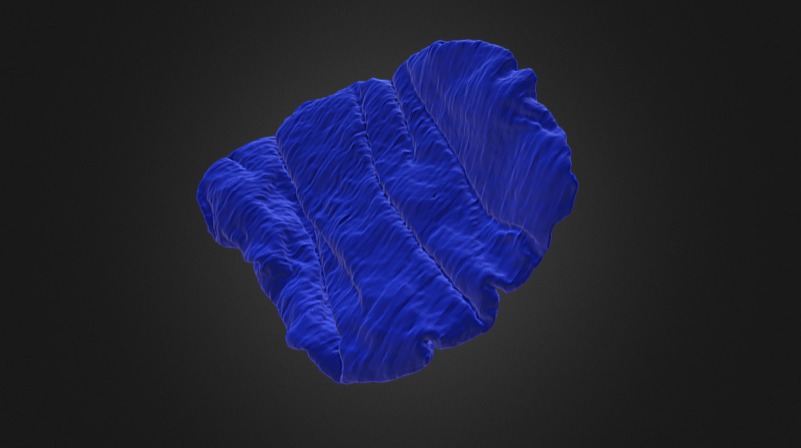 Smooth Muscle Cell nucleus - 3D model by Matt MacGregor Sharp ...