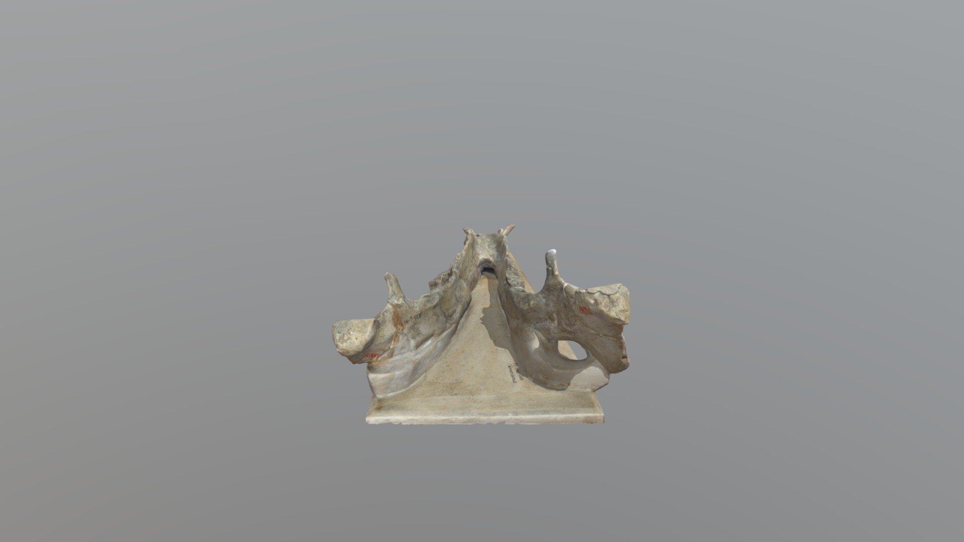 Anthracothere Lower Jaw - 3D model by Nebraska Public Media ...