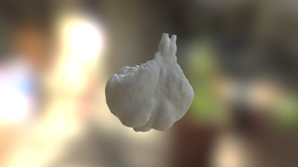 Anas - 3D model by NigelHarsch [0cdcb50] - Sketchfab