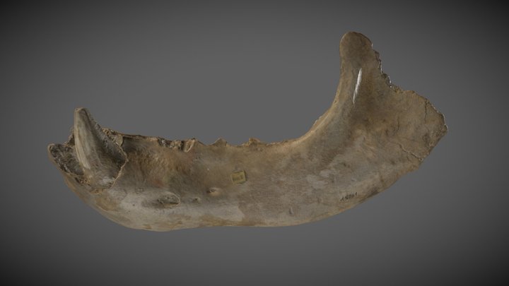 Ursus 3D models - Sketchfab