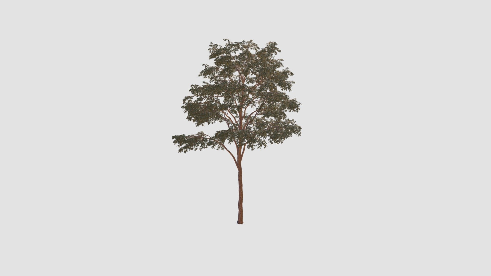Tree - Buy Royalty Free 3D model by Evermotion [0cf5a8e] - Sketchfab Store