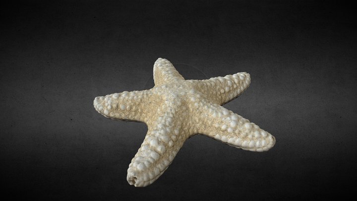Starfish 3D models - Sketchfab