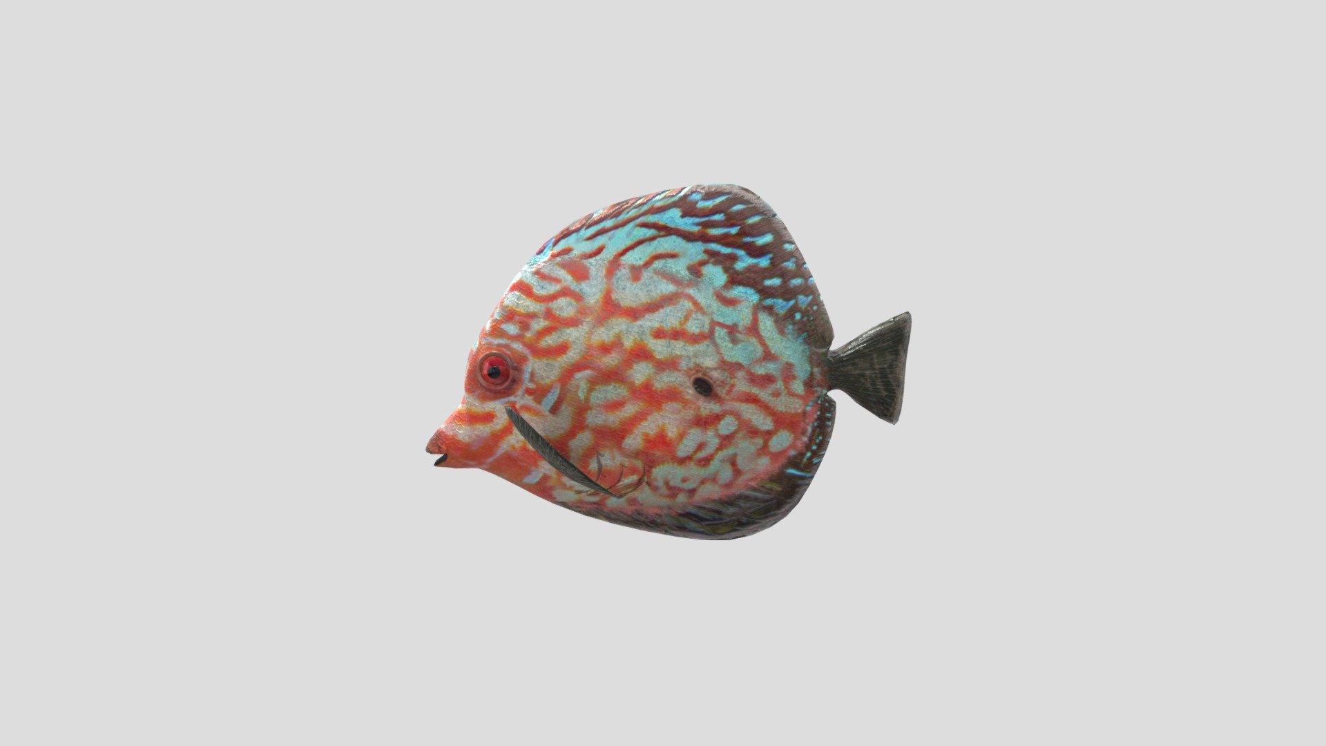 Tropical Fish - 3D model by JacobL22 [0cff47d] - Sketchfab